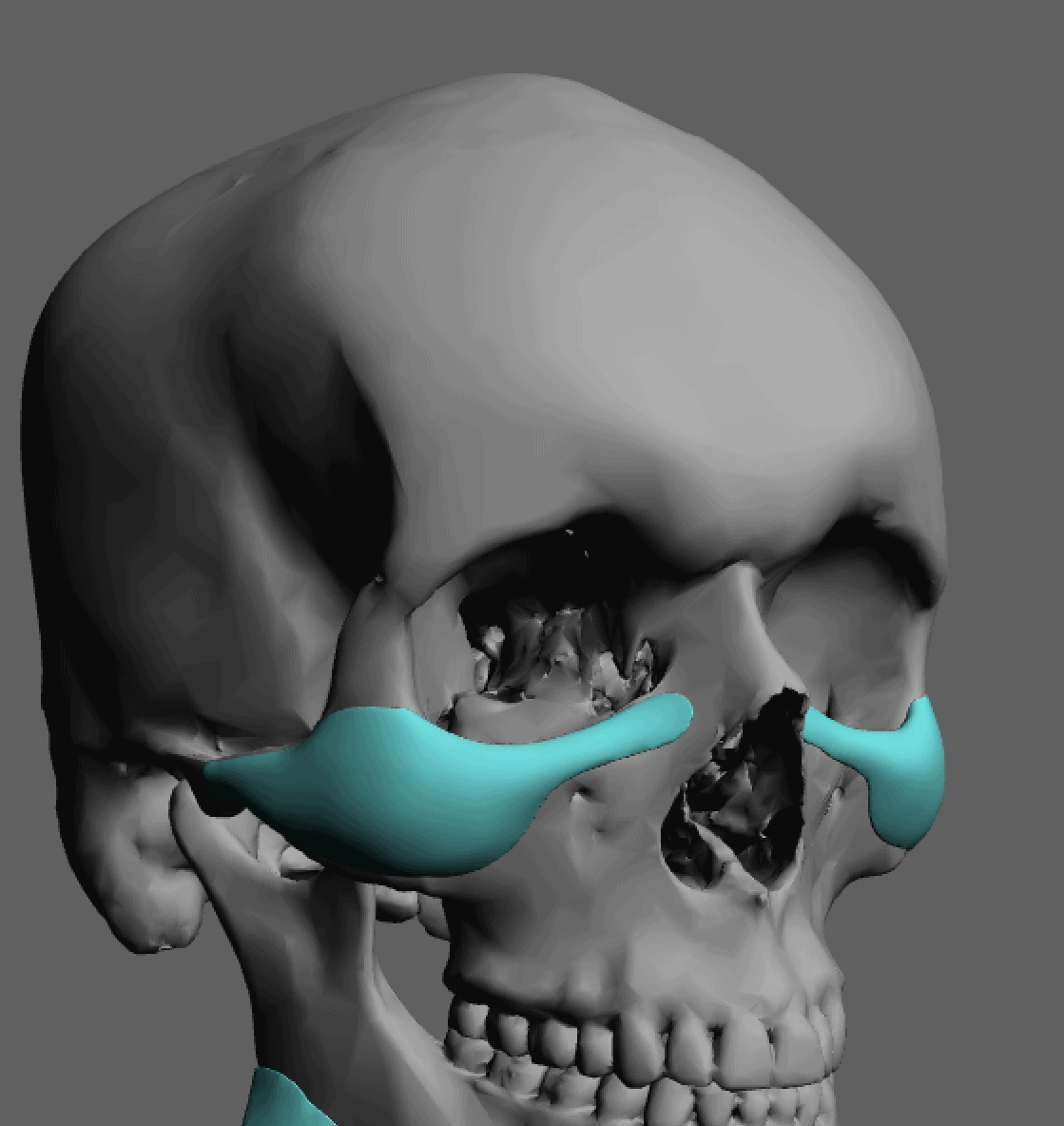Low Cheekbones Skull